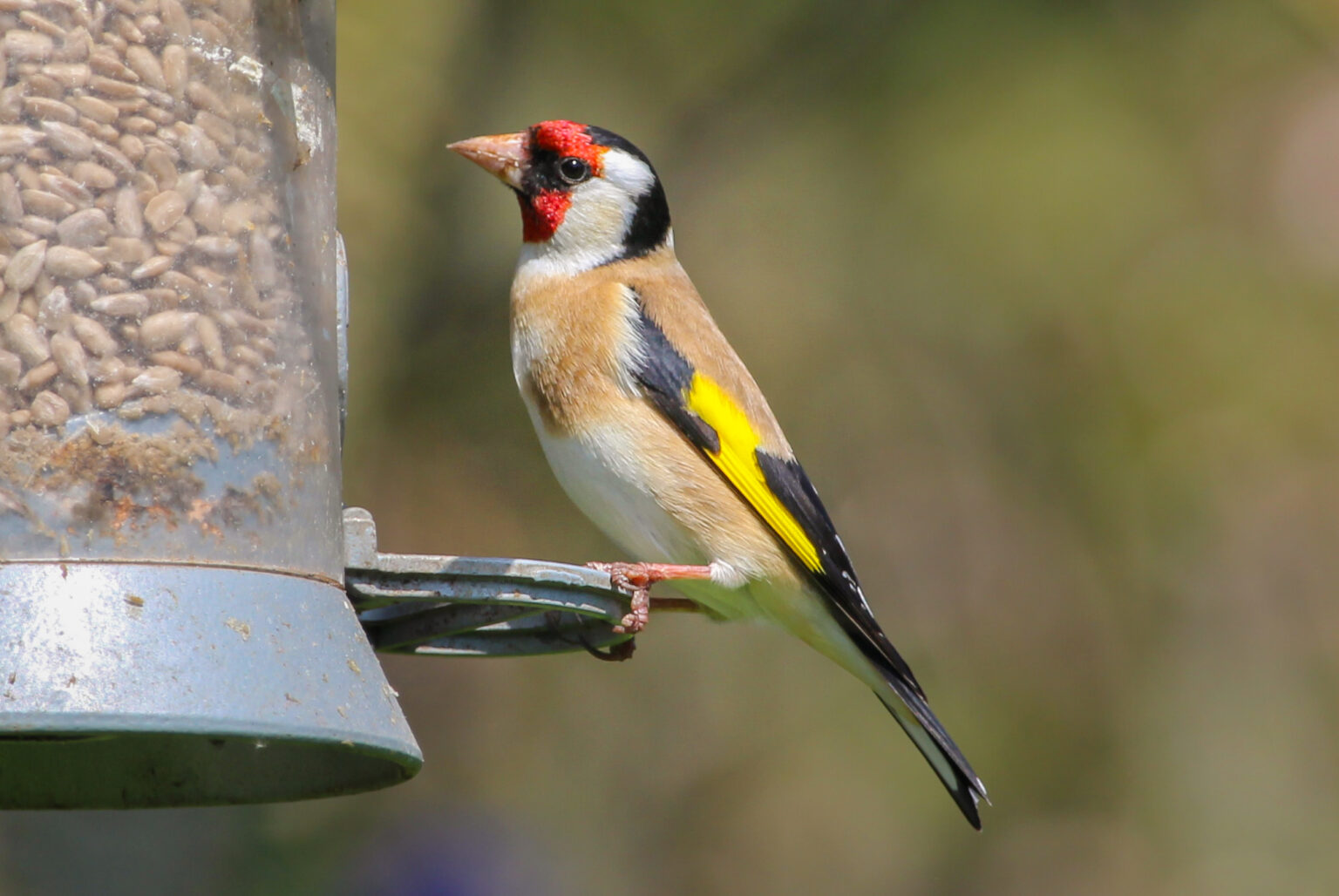 How our gardens can become sanctuaries for wildlife – Philip Lymbery