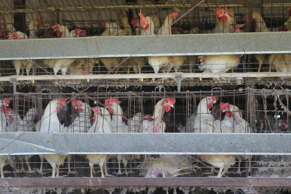 Why Our Planet Needs Less Meat And More Extensive Farming – Philip Lymbery