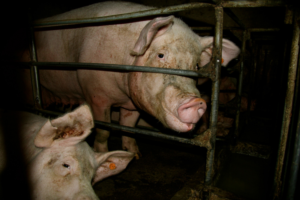 WHY OUR PLANET NEEDS LESS MEAT AND MORE EXTENSIVE FARMING – Philip Lymbery