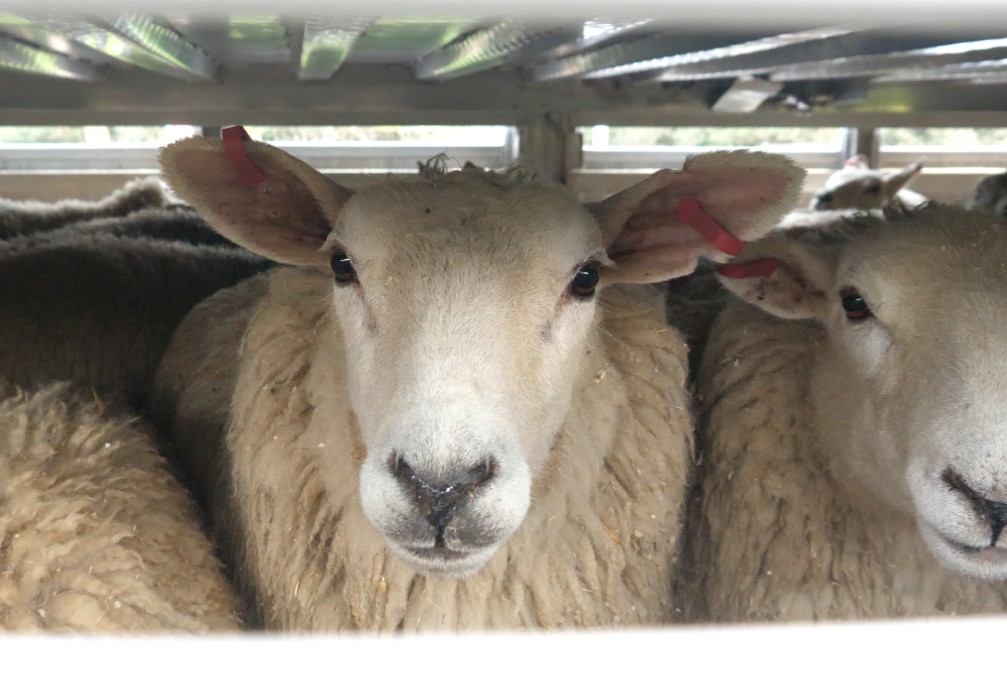 ONE HUNDRED YEARS OF REFRIGERATION – SO WHY ARE ANIMALS STILL EXPORTED ...