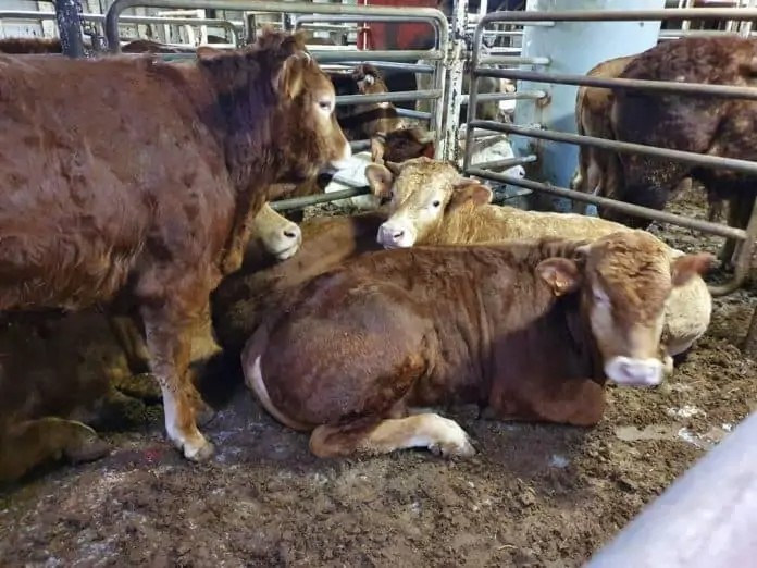 The Deadly Cruelty Of Live Animal Exports – Philip Lymbery