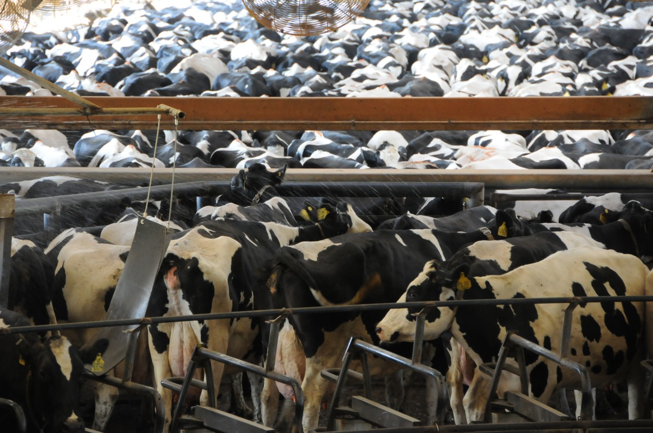 The Lies and Half-Truths That Keep Factory Farming Afloat – Philip Lymbery