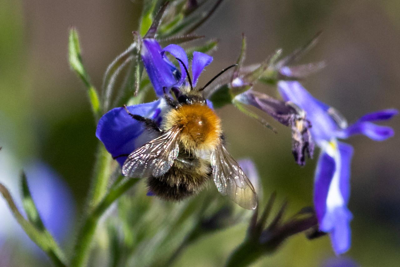 BRINGING LANDSCAPES BURSTING TO LIFE THE NATURE-FRIENDLY WAY – Philip ...