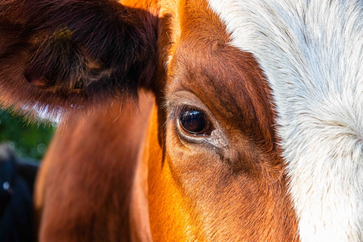 IF ANIMALS COULD TALK – Philip Lymbery
