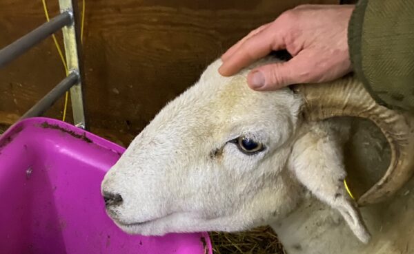 The Importance of Compassion – Philip Lymbery