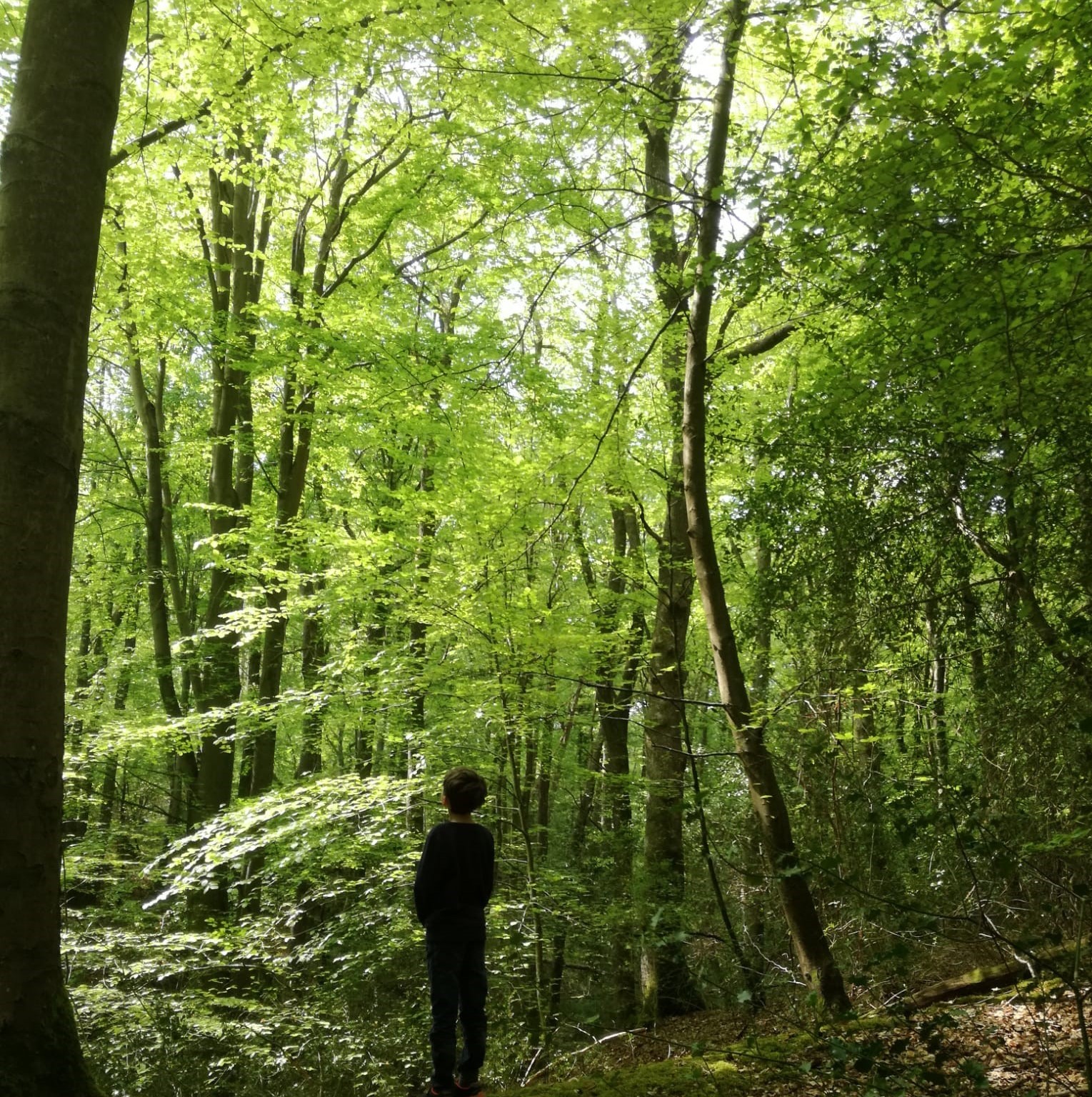 CUTTING DEATHS AND REDUCING ANXIETY: WHY TREES SHOULD BE CAUSE CÉLÈBRE ...