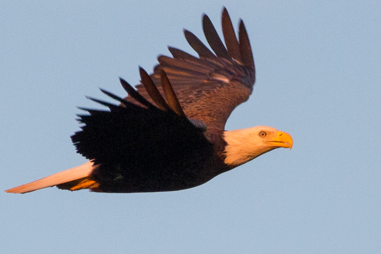 MORNING – WHY IT’S THE BEST TIME TO SEE THE NATURAL WORLD UNFOLD ...