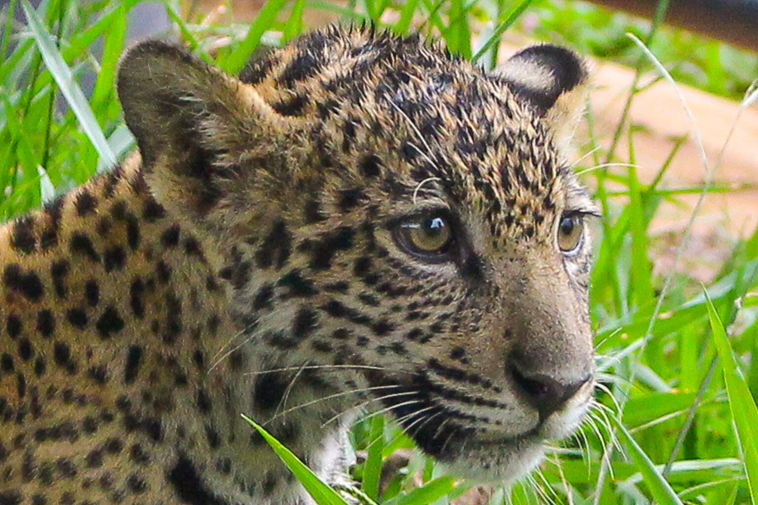 Think you know about rainforest deforestation? Think again. – Philip ...