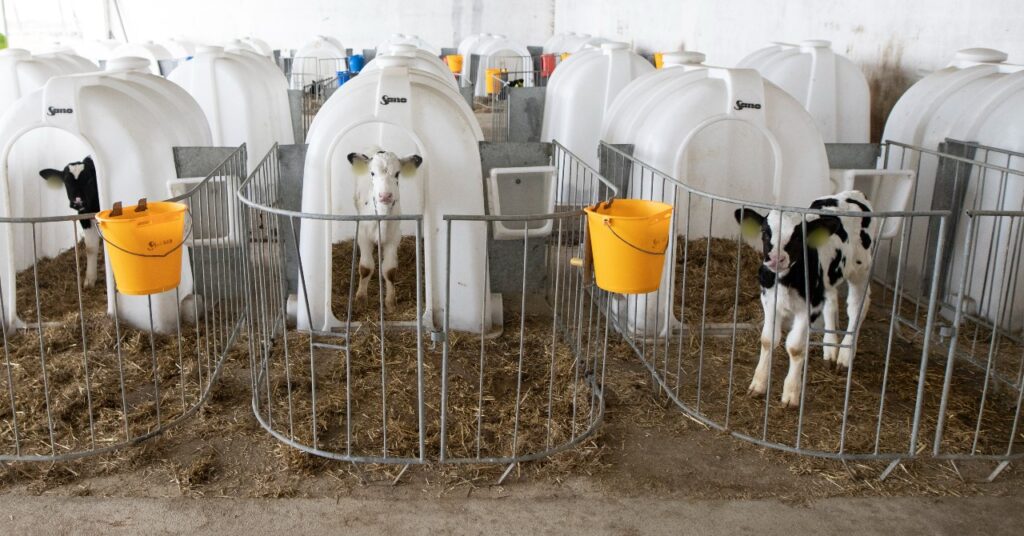 The Misery of Merely Existing – the Scandal of Animal Factories ...